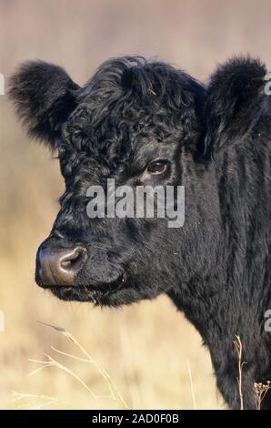 Galloway Rinder (Bos Primigenius Taurus) mit blonden Pigmentierung ...