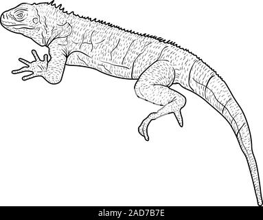 Lizard ist goanna Silhouette auf einem weißen Hintergrund. Vector ...