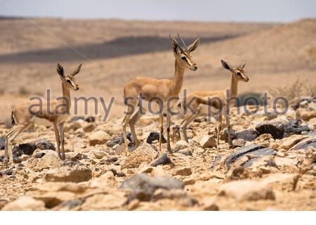 Gazellen in der Wüste Sahara Stockfoto, Bild: 109426063 - Alamy
