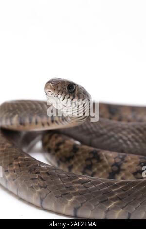 Dhaman, Ratsnake Oriental, Oriental Rattenschlange (Ptyas Mucosa, Ptyas ...