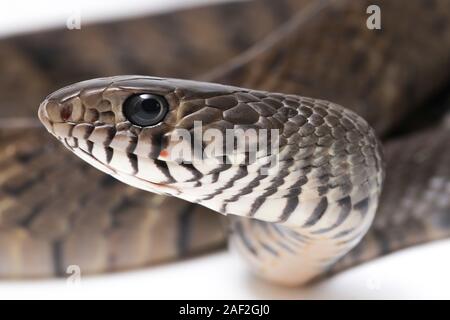 Dhaman, Ratsnake Oriental, Oriental Rattenschlange (Ptyas Mucosa, Ptyas ...