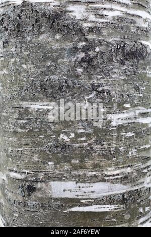Textur des alten Birke Baumrinde mit grünem Moos. White birch Bark auf ...