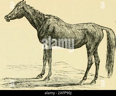 Innere Organe eines Pferdes Stockfoto, Bild: 28845868 - Alamy