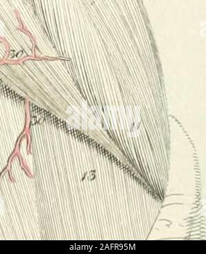 Muskeln von Rücken und Nacken (Splenius Capitis Muskel, Trapezius ...