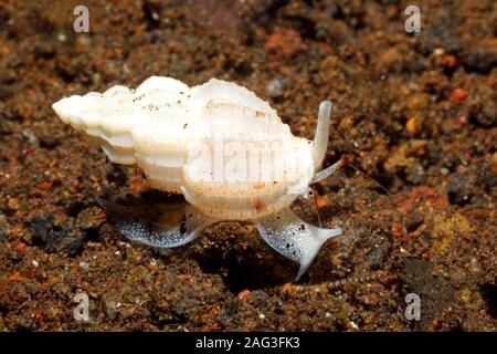 Meer Schneckenhaus, Phos textilis. Sand entlang kriechen, Unterwasser ...