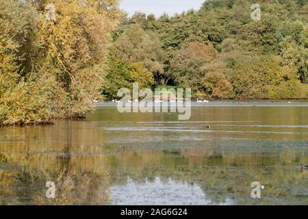 Blick vom Ufer des Conningbrook Lakes Country Park und ...