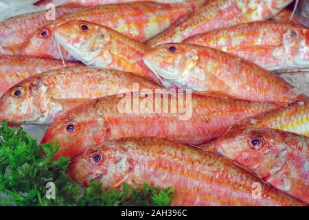 Blick von der Rotbarbe (rouget barbet) Fische an einem französischen ...