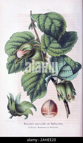 Vintage, retro, alt, Foto, Jahrhundert, Grafiken, antike, Klassiker ...