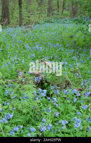 Bluebells, 3 Bäche Metropark, Columbus, Ohio Stockfotografie - Alamy