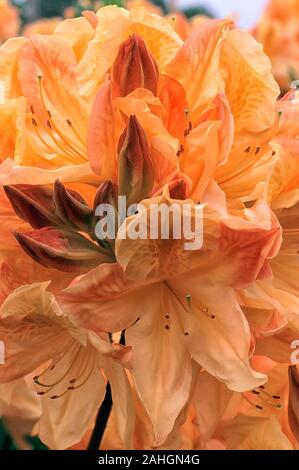 Azalea Mollis Orange gelbe Blume Stockfotografie - Alamy