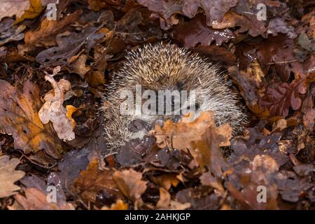 Erinaceus Europaeus, Igel. Eingerollt in Kugel für Schutz Stockfotografie - Alamy