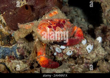 Herrliche Runde Krabbe rot, Etisus Splendidus, Manado, Sulawesi ...