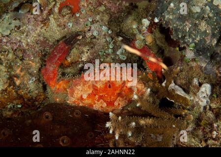 Herrliche Runde Krabbe rot, Etisus Splendidus, Manado, Sulawesi ...