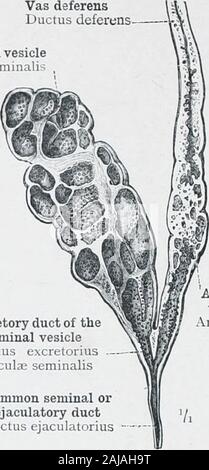 . Ein Atlas der menschlichen Anatomie für Studenten und Ärzte. Anatomie ...