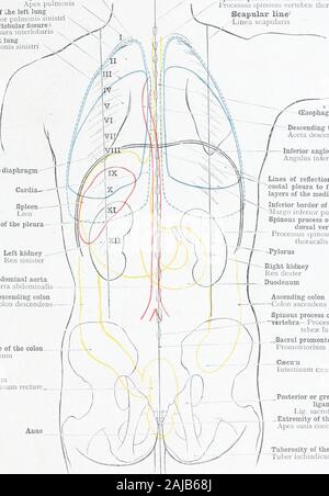 . Ein Atlas der menschlichen Anatomie für Studenten und Ärzte. Anatomie ...