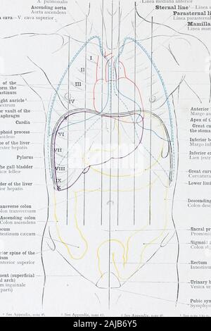 . Ein Atlas der menschlichen Anatomie für Studenten und Ärzte. Anatomie ...