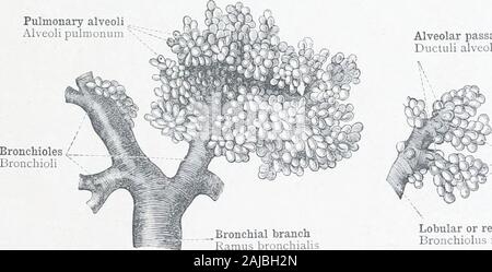 . Ein Atlas der menschlichen Anatomie für Studenten und Ärzte. Anatomie ...