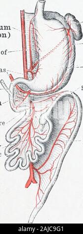 . Ein Atlas der menschlichen Anatomie für Studenten und Ärzte. Anatomie ...