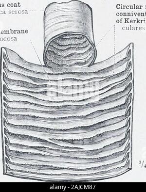 . Ein Atlas der menschlichen Anatomie für Studenten und Ärzte. Anatomie ...