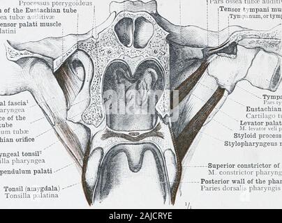 . Ein Atlas der menschlichen Anatomie für Studenten und Ärzte. Anatomie ...
