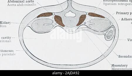 . Ein Atlas der menschlichen Anatomie für Studenten und Ärzte. Anatomie ...