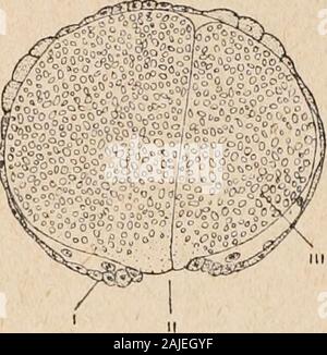 Einführung à l'étude des Mollusques. "Ostrea (Abb. 99), où Il entoure ...
