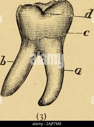 Auf Extraktion, mit Notizen auf der Anatomie und Physiologie, der Zähne ...