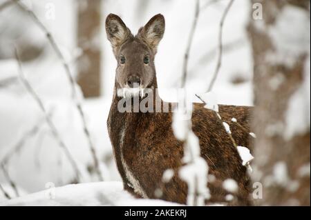 Sibirische Moschushirschen (Moschuss Moschiferus Stockfotografie - Alamy