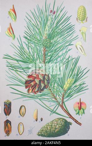 Botanik, Kiefer, (Pinus), Arten, Föhre (Pinus Sylvestris), blüht, Blüte ...