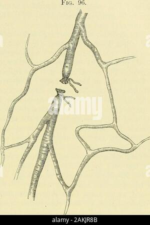 . Operative Chirurgie, für Studenten und Praktiker . es in Scarpas ...