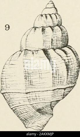 Verfahren der United States National Museum. ; E^^^^^^^^^ &A2Ol mm ...