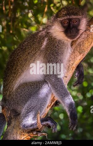 Grivet Affe, Savanna Affe, grünen Affen, Vervet Affen (grüne Aethiops ...