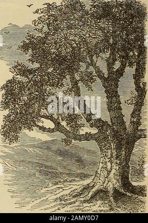 Zachäus Maulbeerfeigenbaum Fig in Jericho Stockfotografie - Alamy