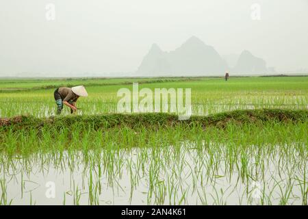Vietnamesische Farmer arbeitet sie in ihrem Reisfeld. Hoi An. Vietnam ...