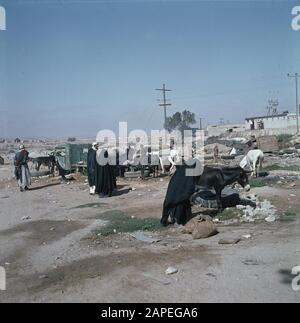 Bersheba. Eine Gruppe von Eseln am Stadtrand an einer Müllhalde für ...