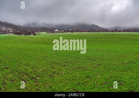Frühling Winter Weizenfeld. Triebe von Weizen in einem Feld auf dem ...