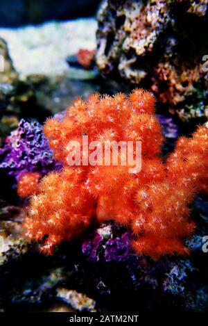 Orangenblütenbaum-Koralle - Scleronephthya spp Stockfotografie - Alamy