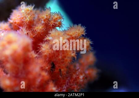 Orangenblütenbaum-Koralle - Scleronephthya spp Stockfotografie - Alamy
