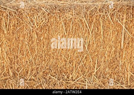 Strohfläche. Struktur der Strohpackung. Stapel von Stroh Texture Bild ...