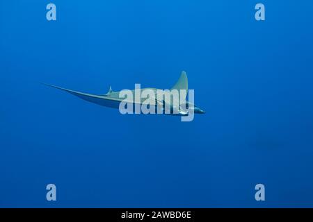 Ray Mobula - Raie Mobula (Mobula mobular), Pico Island, Azoren Archipel ...