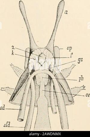 Textbuch der vergleichenden Anatomie zur medianen Ebene. Die anderen 4 ...
