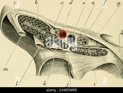 Operative Chirurgie. Arteria femoralis, h. Vena femoralis. I ...
