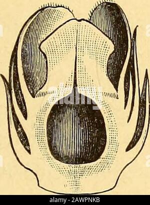 Das Pflanzenreich : regni vegetabilis conspectus . Abb. 11. Pilostile ...