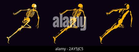 Menschliche Knochen Struktur Diagramm Stockfotografie - Alamy