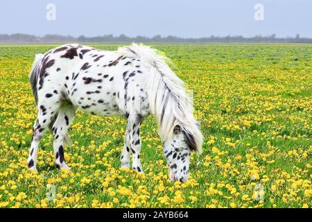 Weißes Pferd mit schwarzen Punkten auf einer Wiese im Schatten der ...