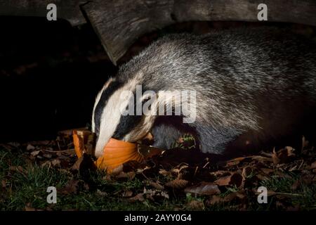 Europäischer Dachs (Meles Meles) Nahaufnahme der Unterseite Pfoten und ...