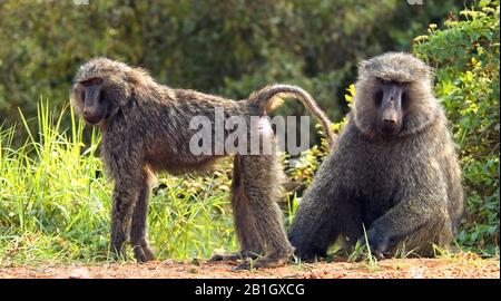 Gelbe Pavian, Savanne Pavian, Anubius Pavian, Oliven Pavian (Papio ...