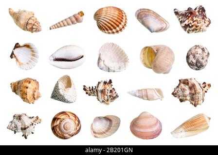 Satz von verschiedenen Muscheln und Steine auf dem rot-braunen ...