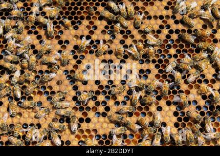 Krankenschwester in einer Brut zeigt drei Stadien der Entwicklung der ...