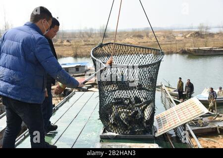 Jiangsu, CHINA-Fischer werfen Netze, um Graskarpfen in Hailing See zu ...